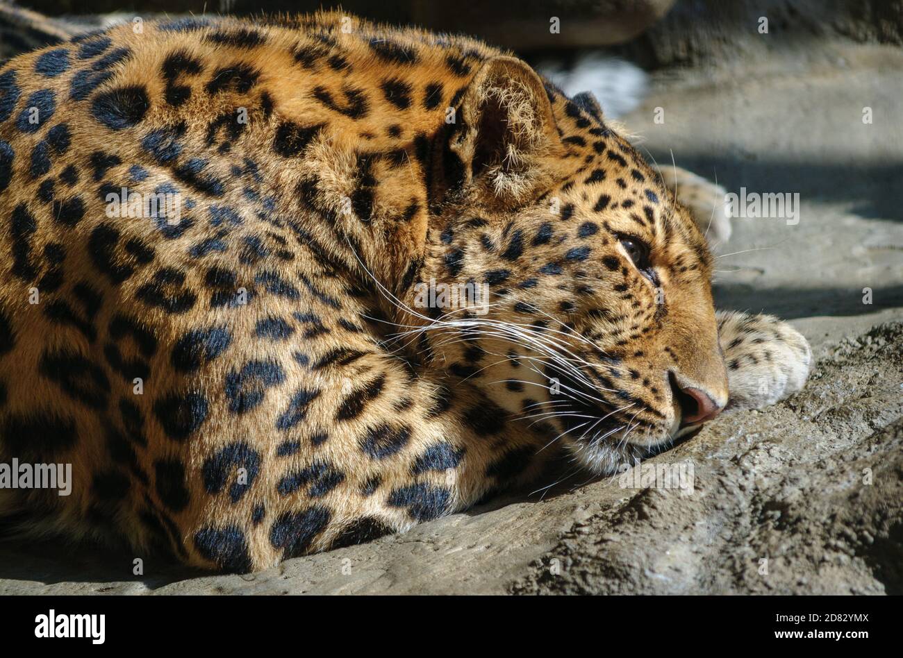 Erie zoological park hi-res stock photography and images - Alamy