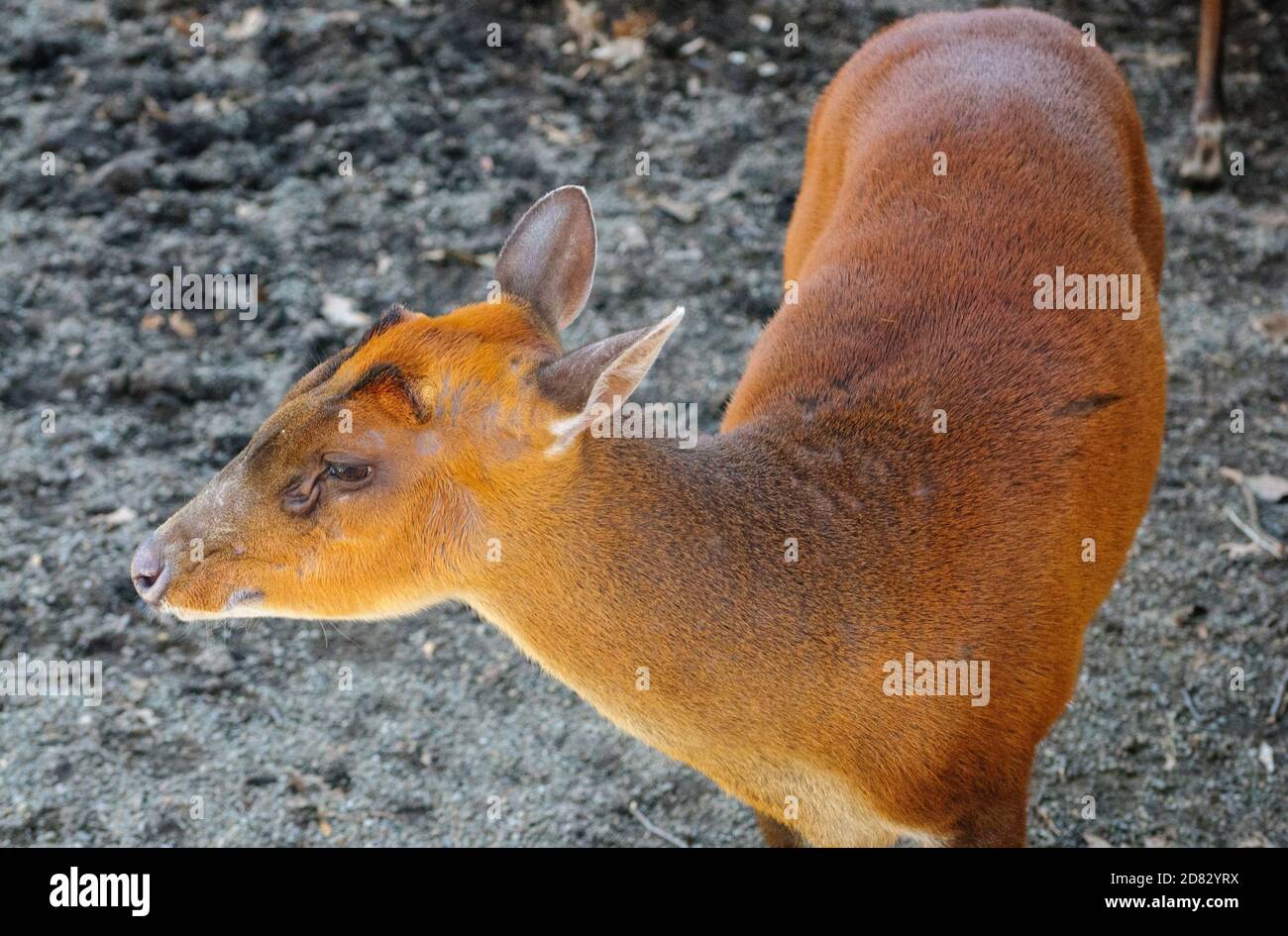 Erie zoological park hi-res stock photography and images - Alamy
