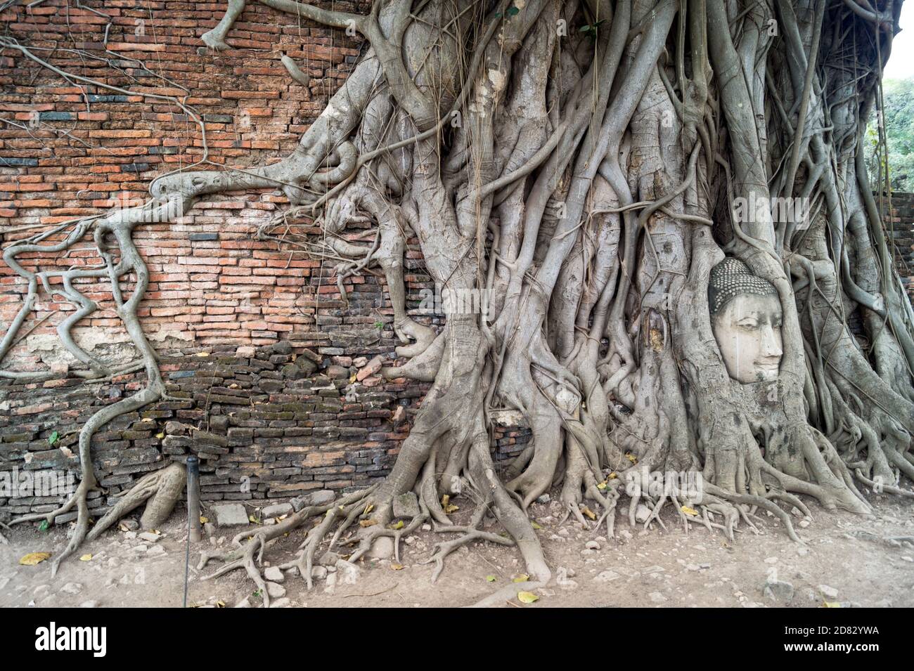 Plant root diagram hi-res stock photography and images - Alamy