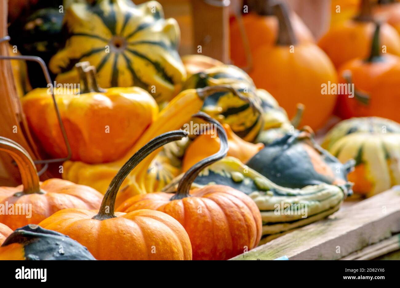 Colorful autumn display of gourds and pumpkins with selective focus for ...