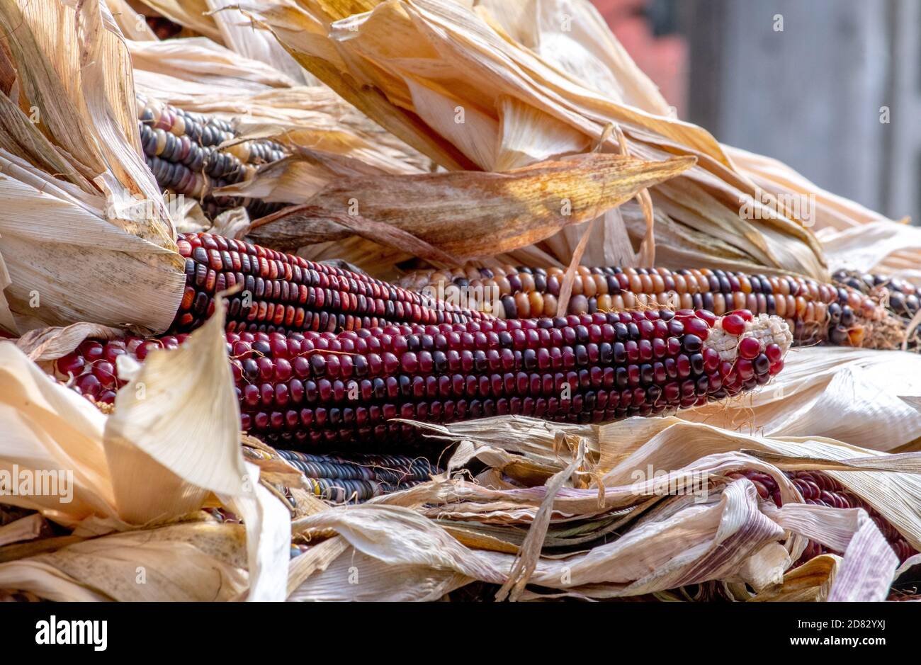 Colorful ears of corn for fall decorating at Halloween and thanksgiving ...