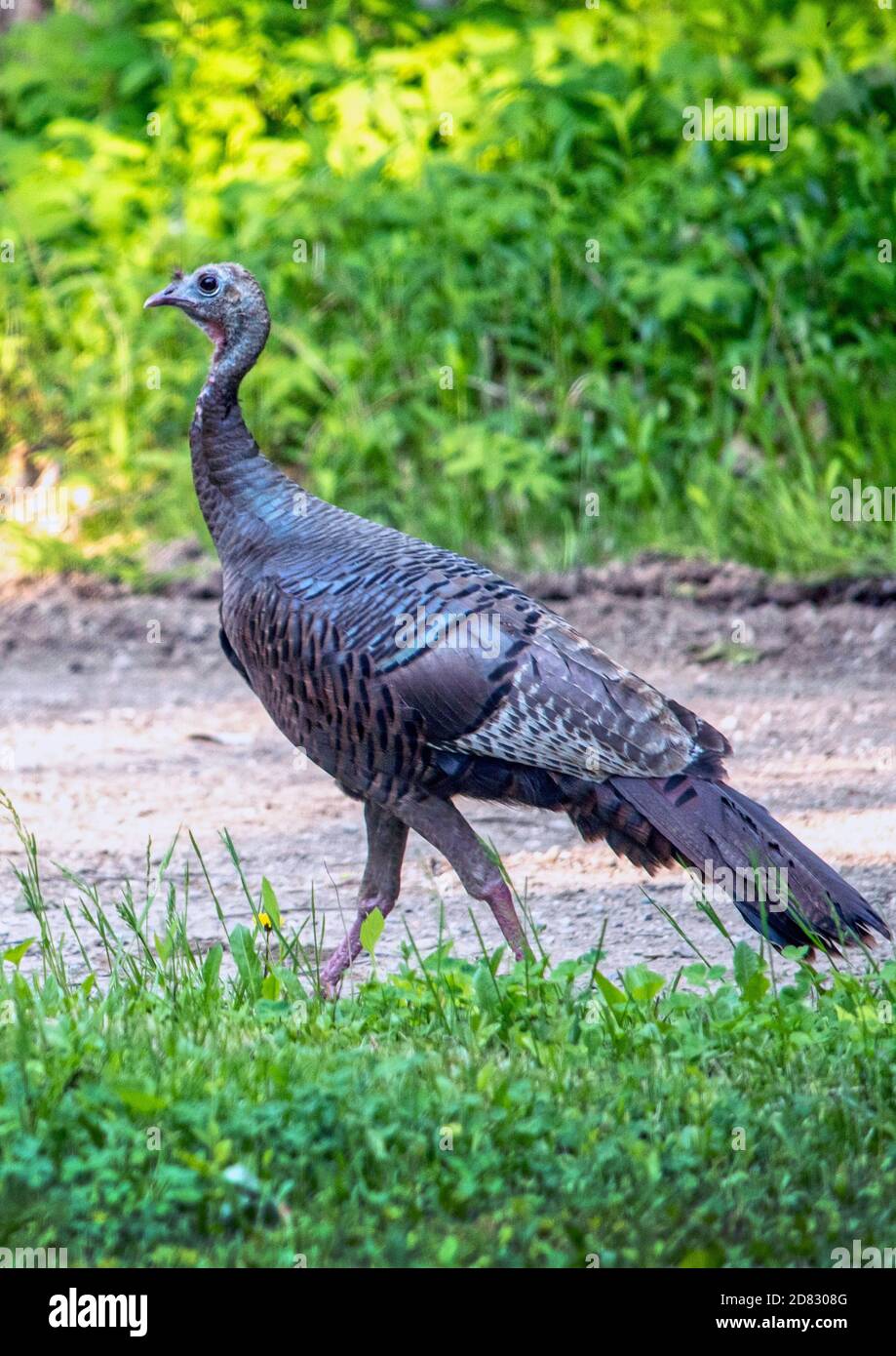 A large wild turkey takes a stroll through my front yard on a summers ...