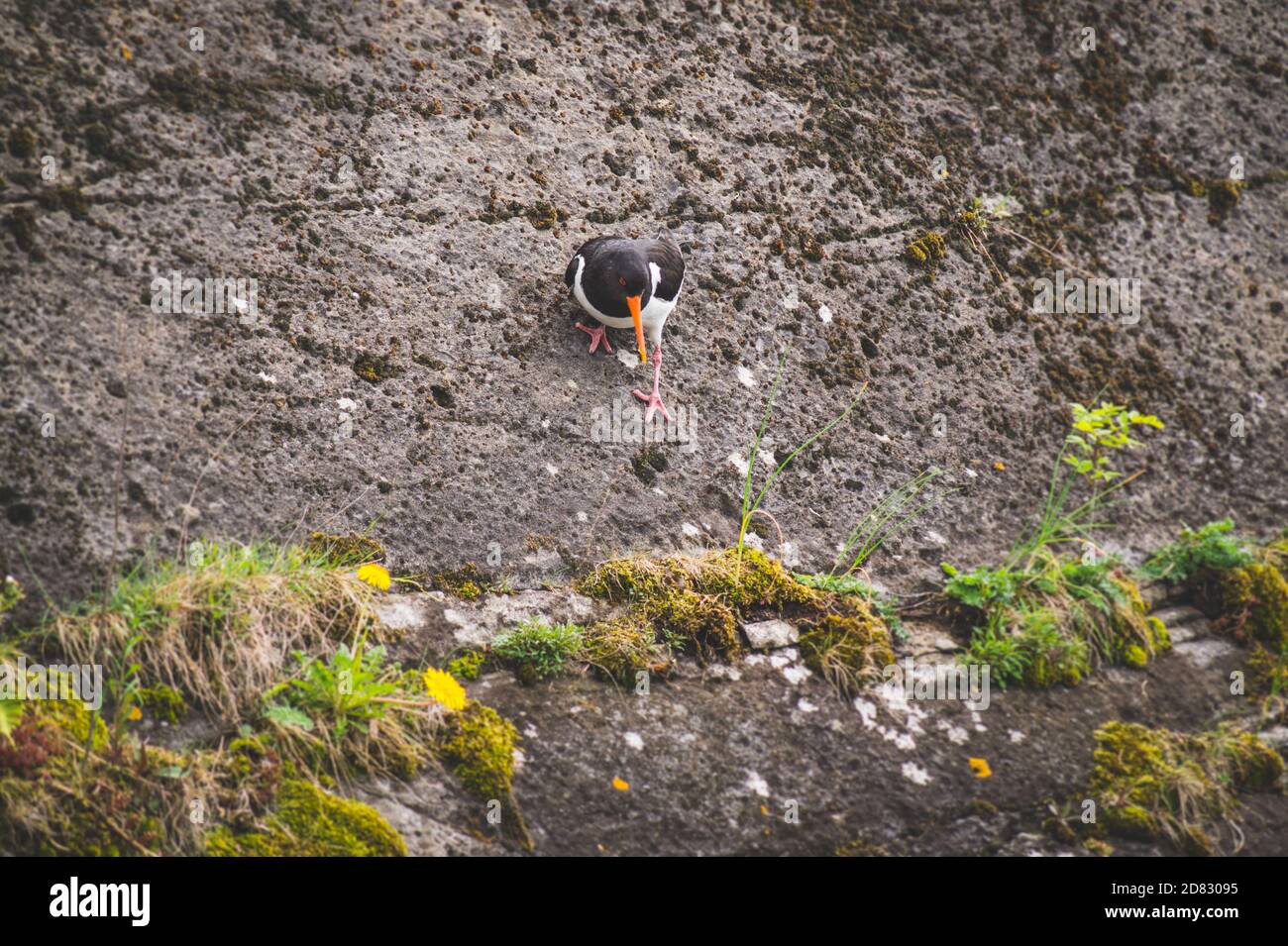 bird sliding down a wall Stock Photo - Alamy