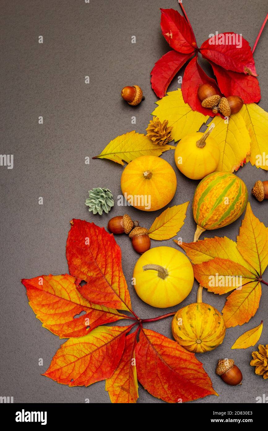Autumn background with decorative pumpkins, fall leaves, acorns and fir ...