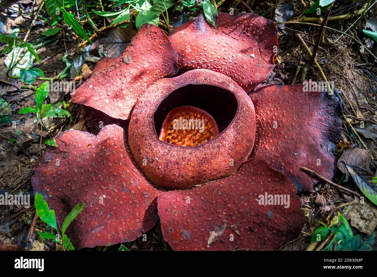 Red river resistance hi-res stock photography and images - Alamy