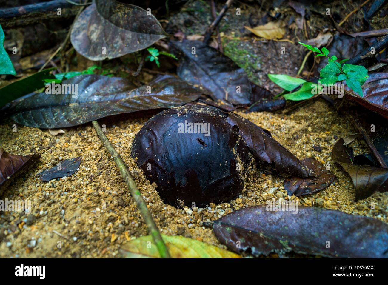 Rafflesia closed flower Stock Photo - Alamy