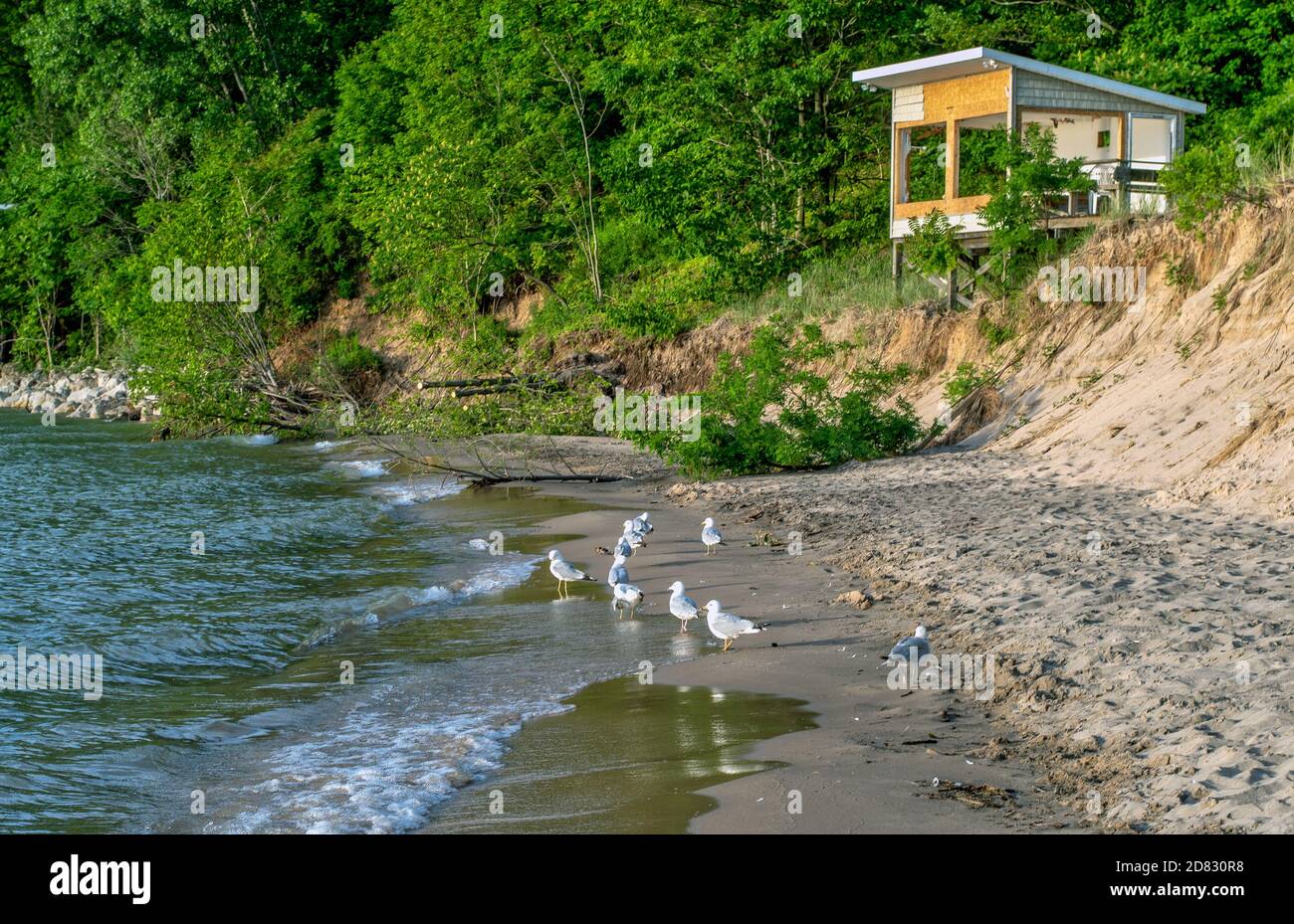sea gulls walk along the shores of Lake Michigan near a small beach hut ...