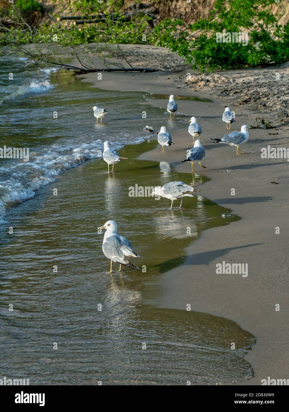 A flock of sea gulls wade on the shores of Lake Michigan in the USA ...
