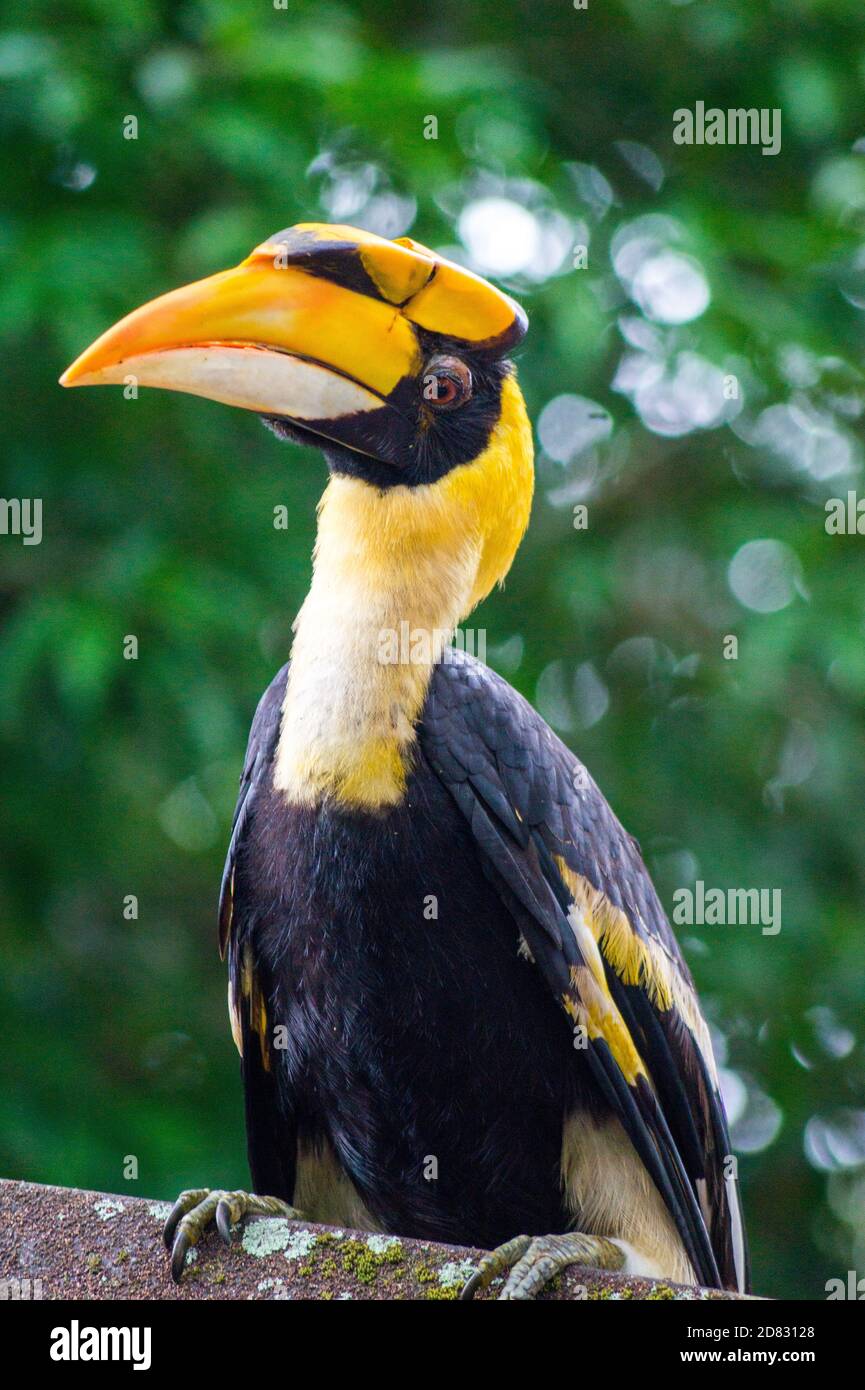 Malaysia toucan hi-res stock photography and images - Alamy