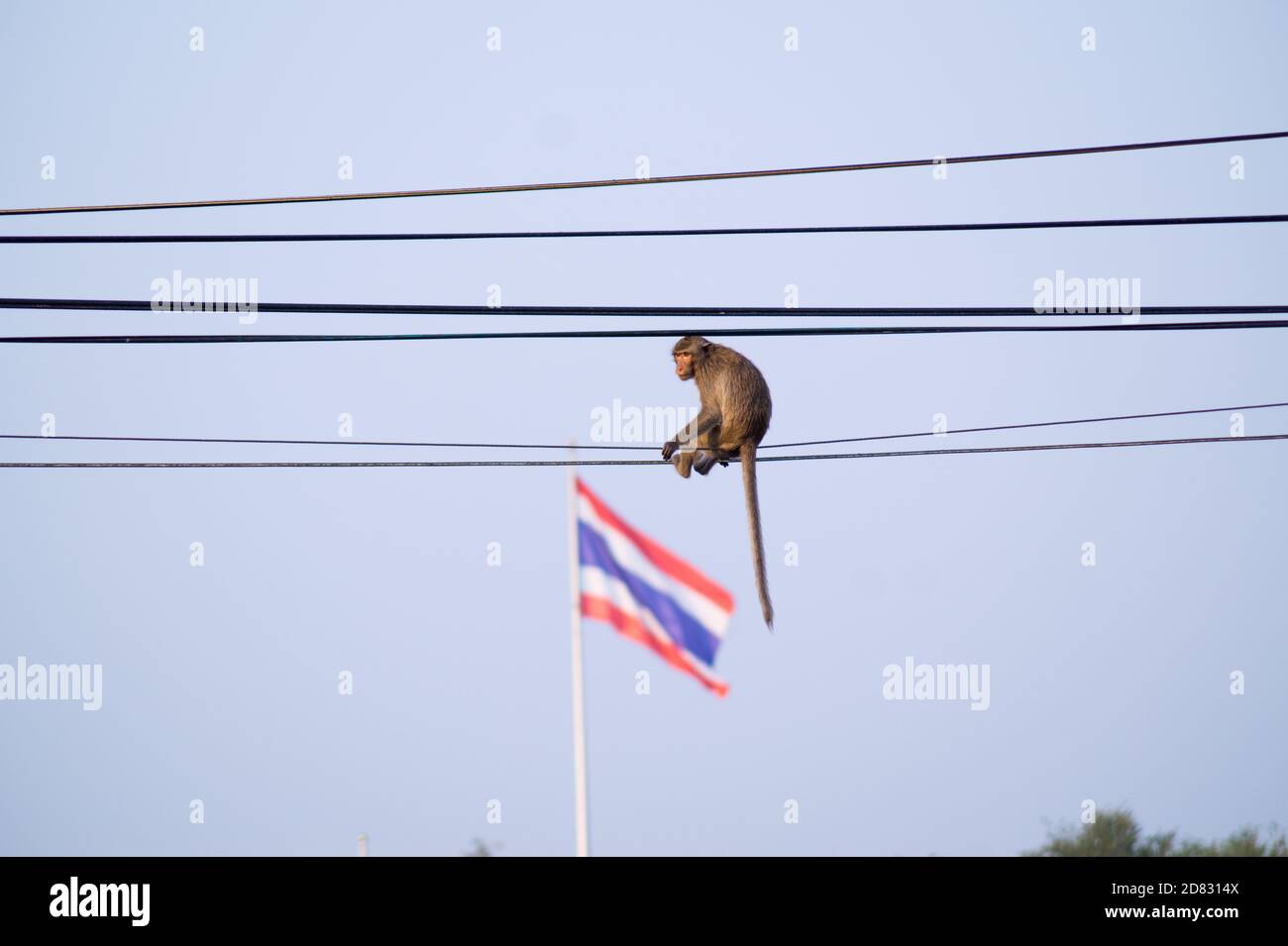 monkey sitting on electric wires in thailand Stock Photo - Alamy