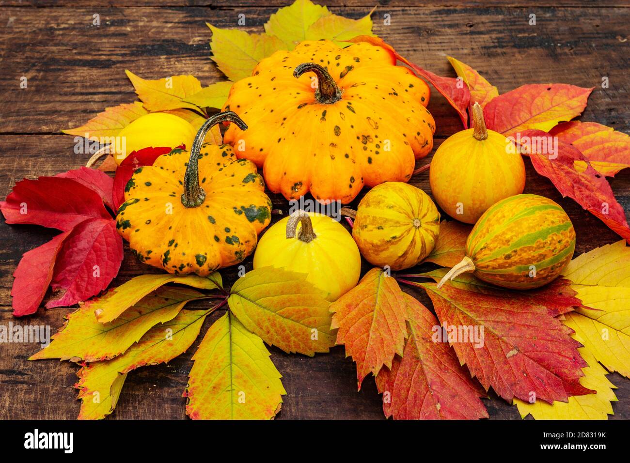 Autumn background with colorful leaves and ripe pumpkins. Festive ...