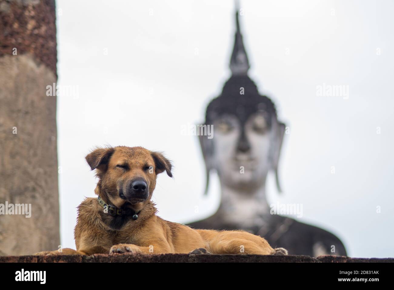 Dog of buddha hi-res stock photography and images - Alamy