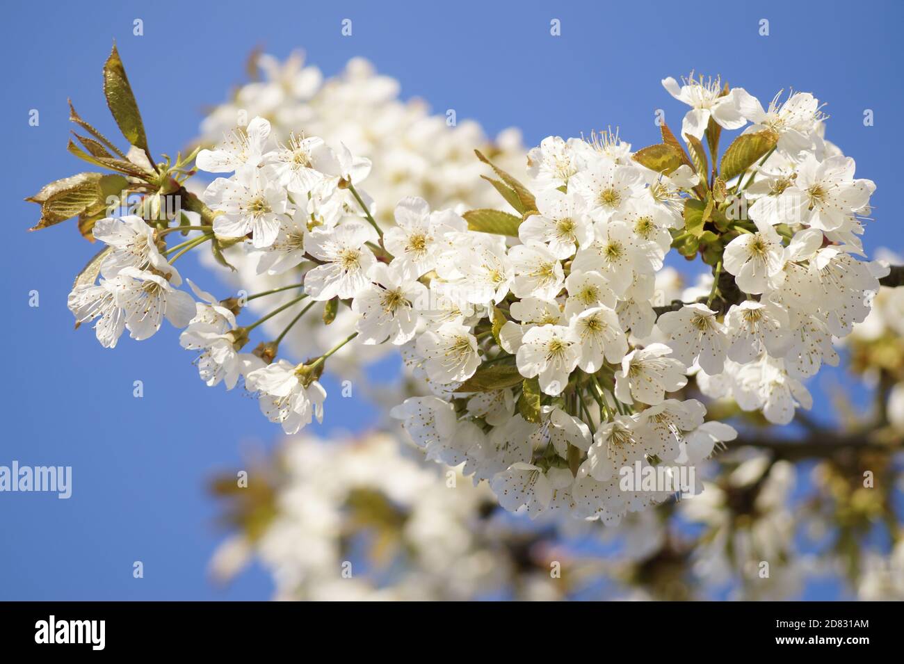 Blooming tree at spring Stock Photo - Alamy