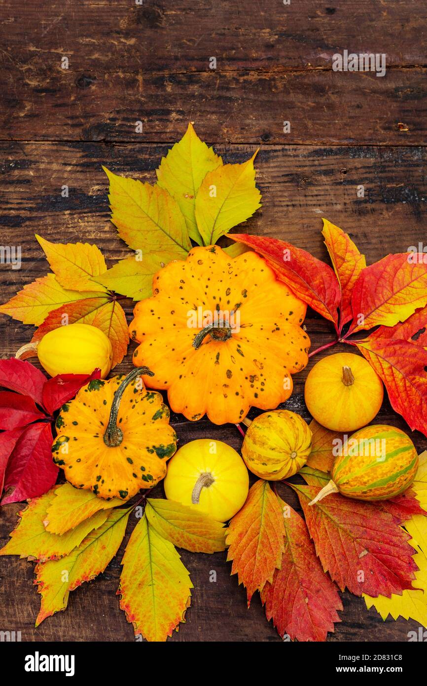 Autumn background with colorful leaves and ripe pumpkins. Festive ...