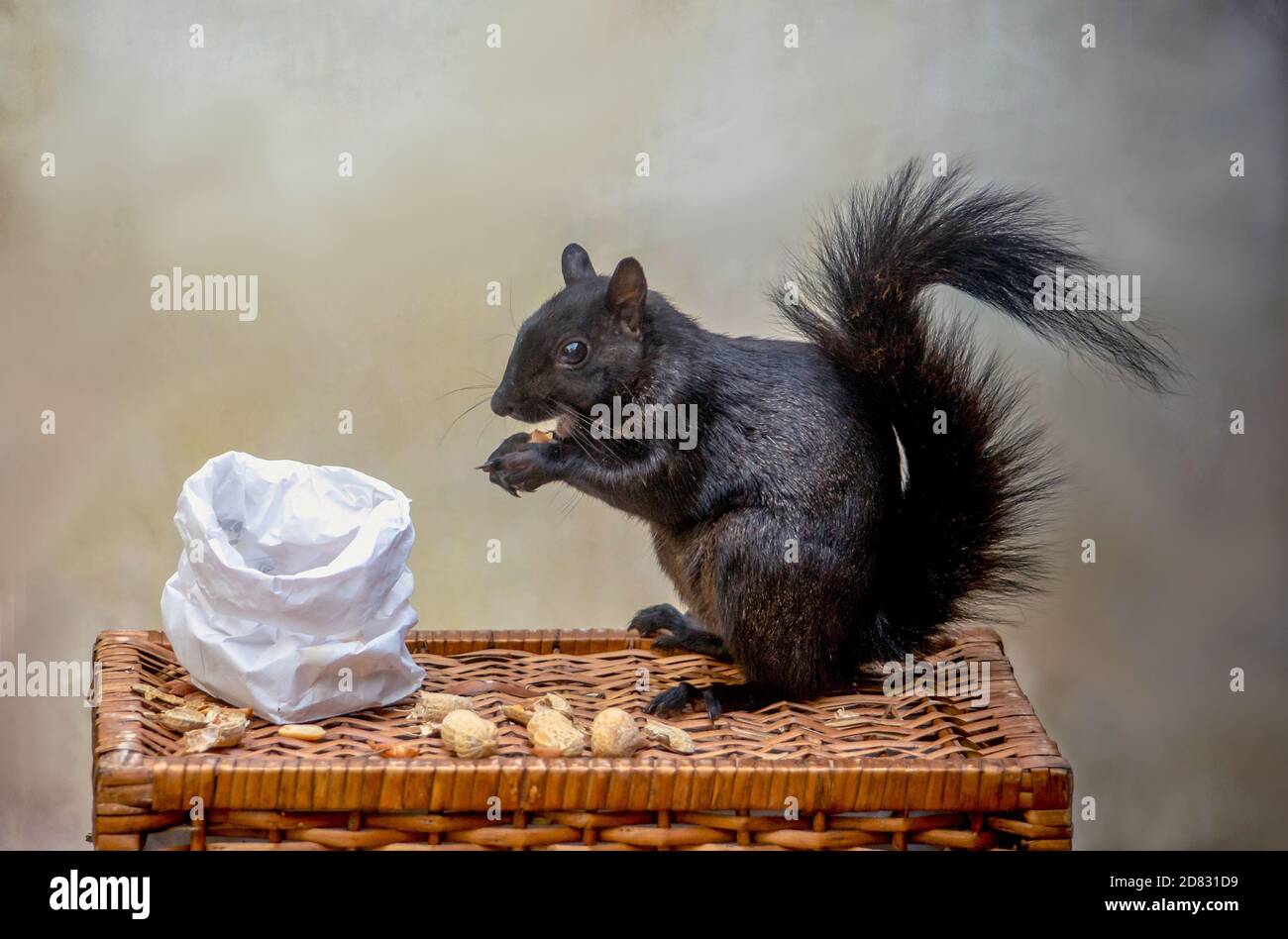 Big black squirrel happily nibbles on peanuts from a bag left out on a ...