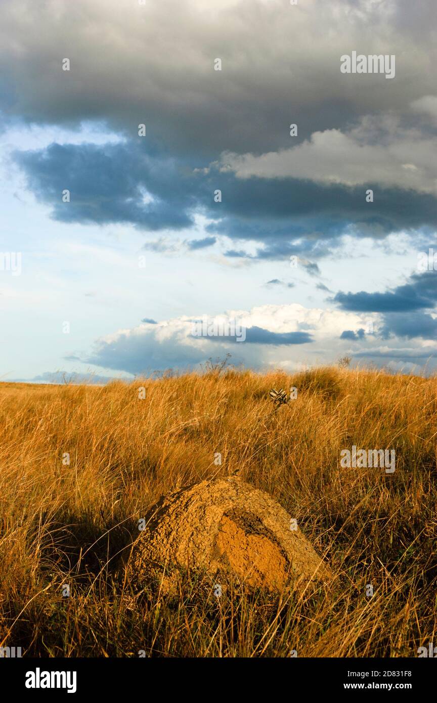 Nature, Brazilian cerrado savanna landscape and vegetation, cerrado ...
