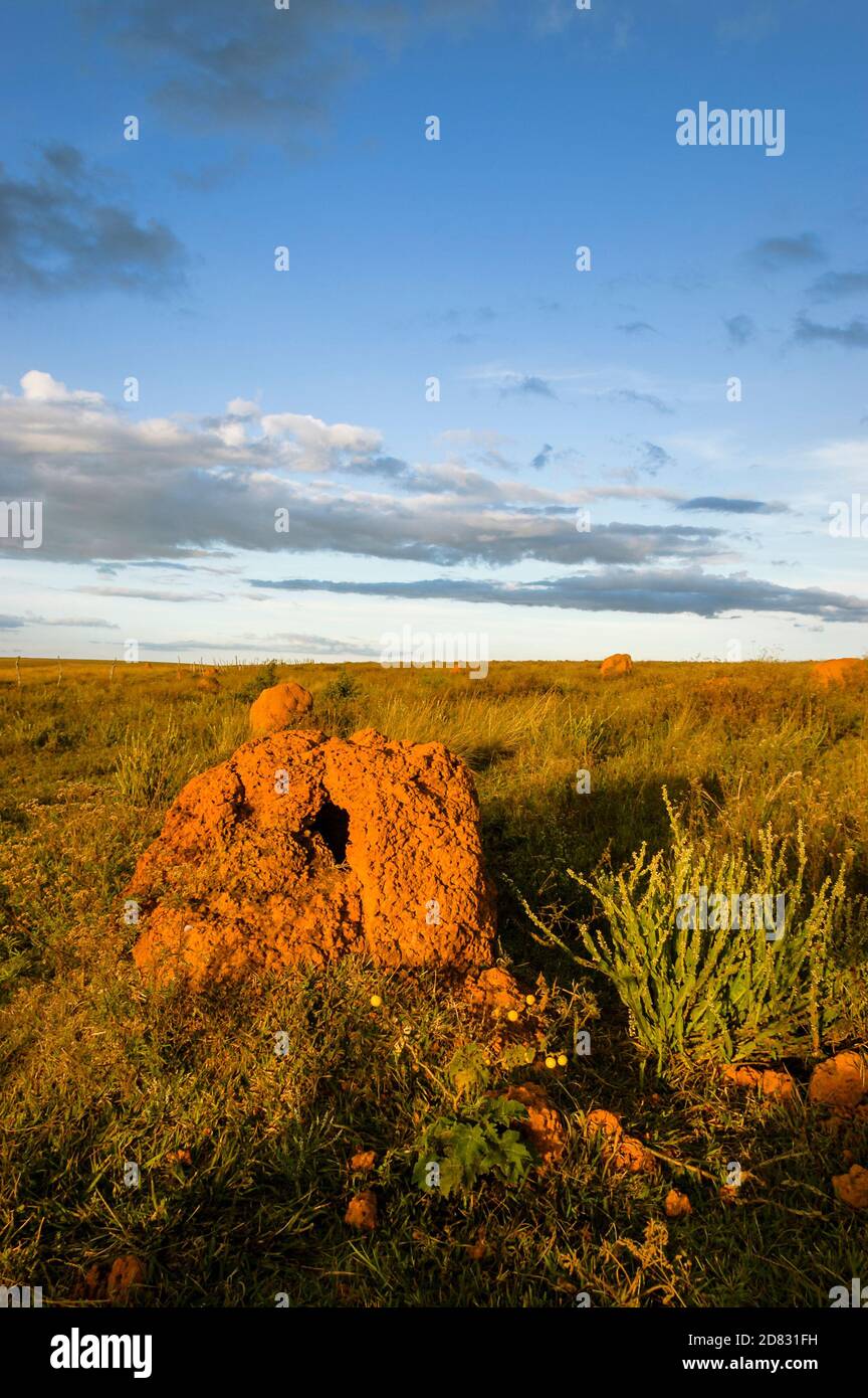 Nature, Brazilian cerrado savanna landscape and vegetation, cerrado ...