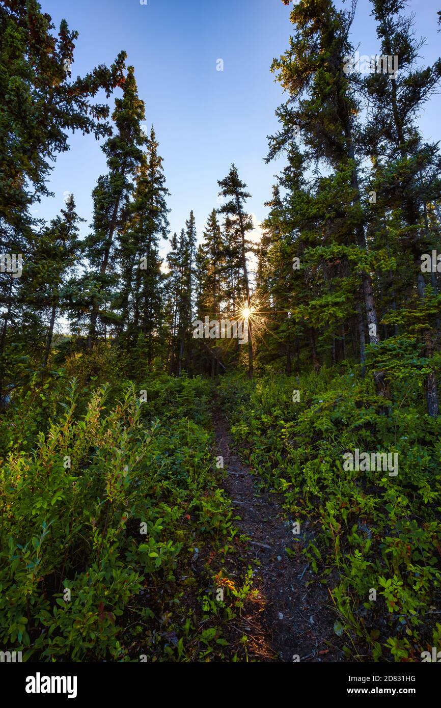 Beautiful Hiking Trail in the woods and Canadian Nature Stock Photo - Alamy