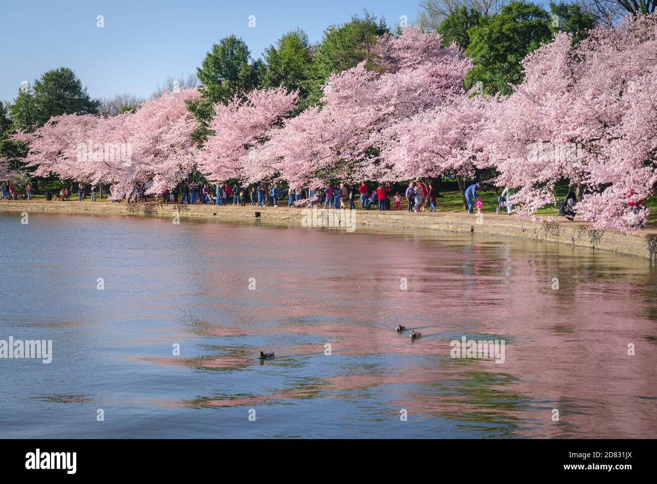 Cherry Blossom Festival Stock Photo - Alamy