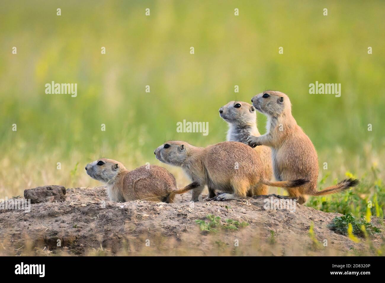 Can Prairie Dogs Climb