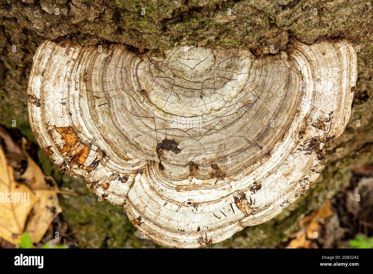 Bracket fungus growing on the side of a tree Stock Photo - Alamy