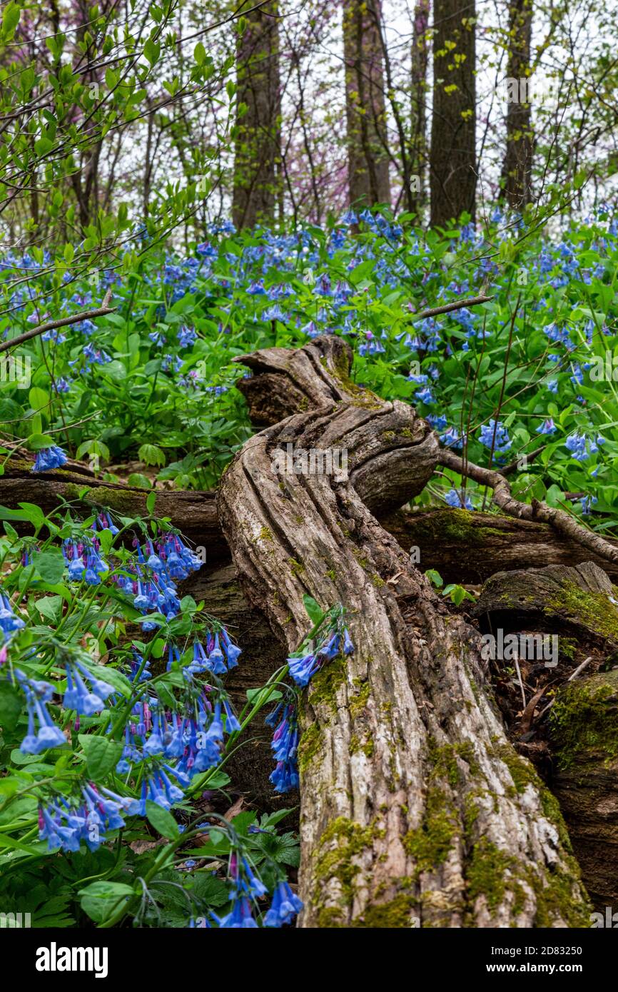 Moss grows on a fallen dead tree sitting among common bluebell flowers ...