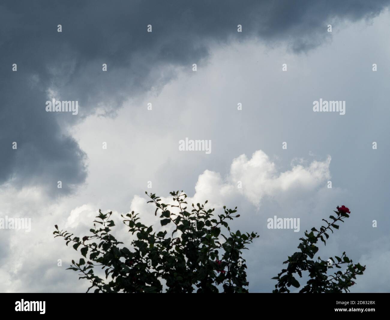 Cumulonimbus clouds below and ominous dark grey clouds above and a silhouetted tree on ...
