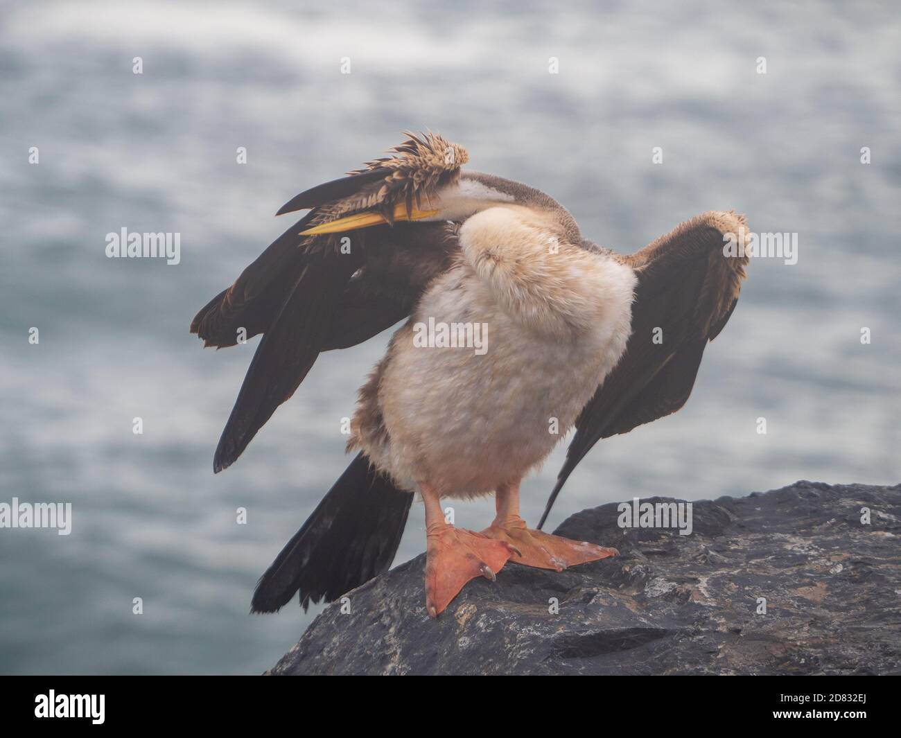 Australian darter bird photo hi-res stock photography and images - Alamy