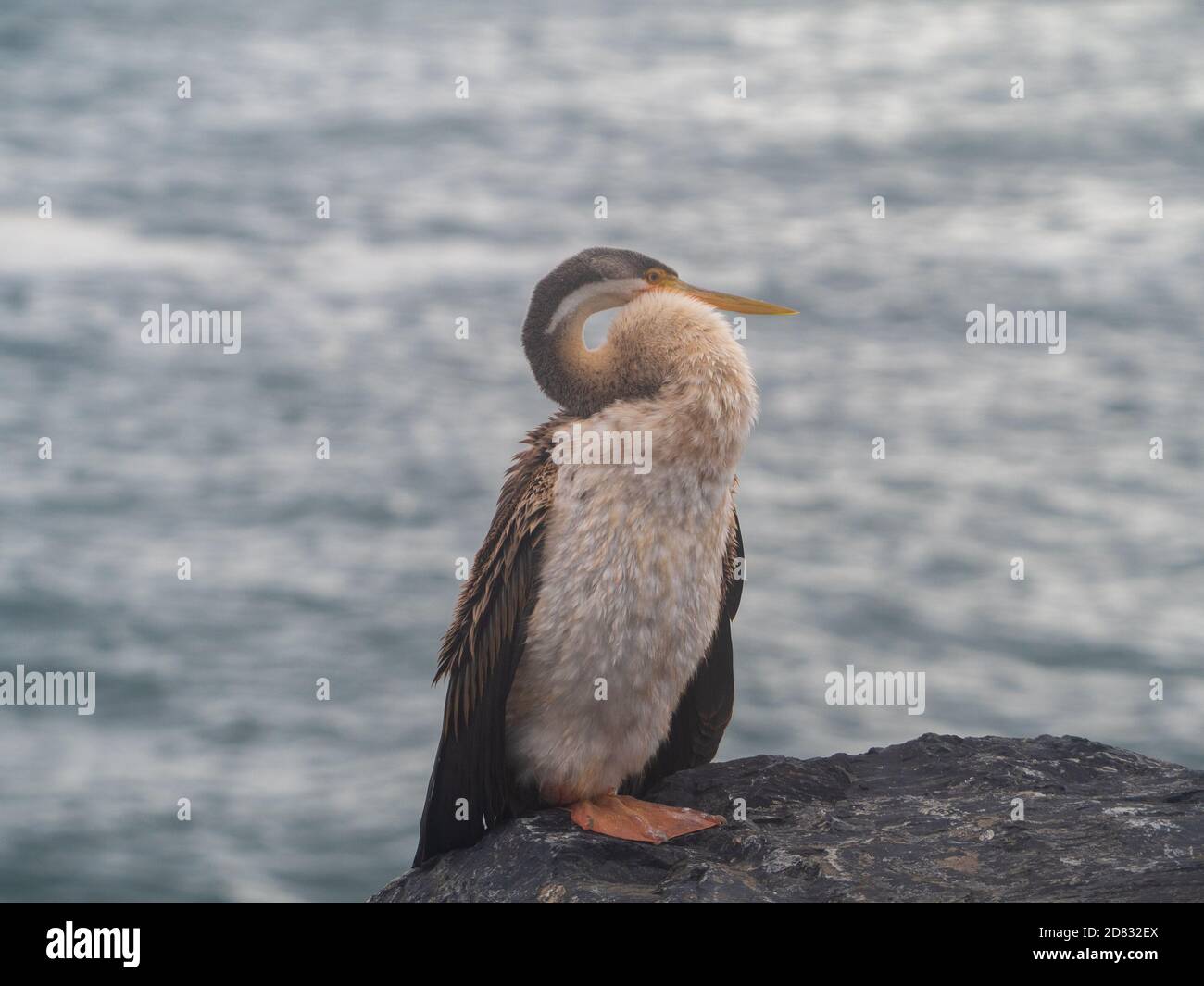 An Australasian Darter bird, likely female, by the sea, Australian ...
