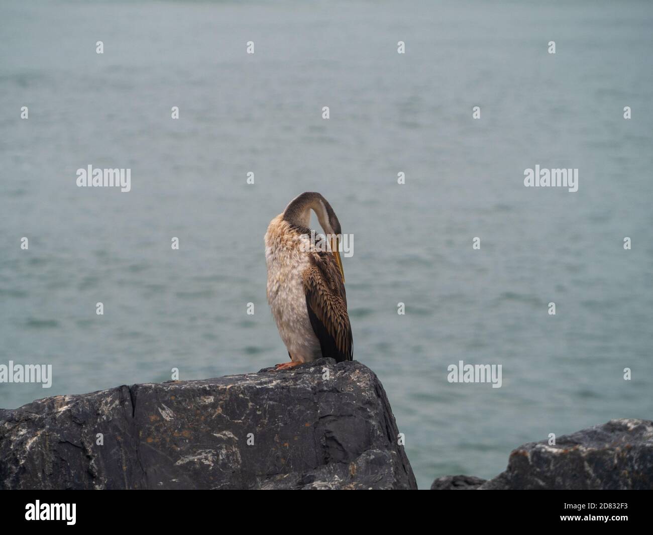 An Australasian Darter bird twisting it's snake-like neck around to ...