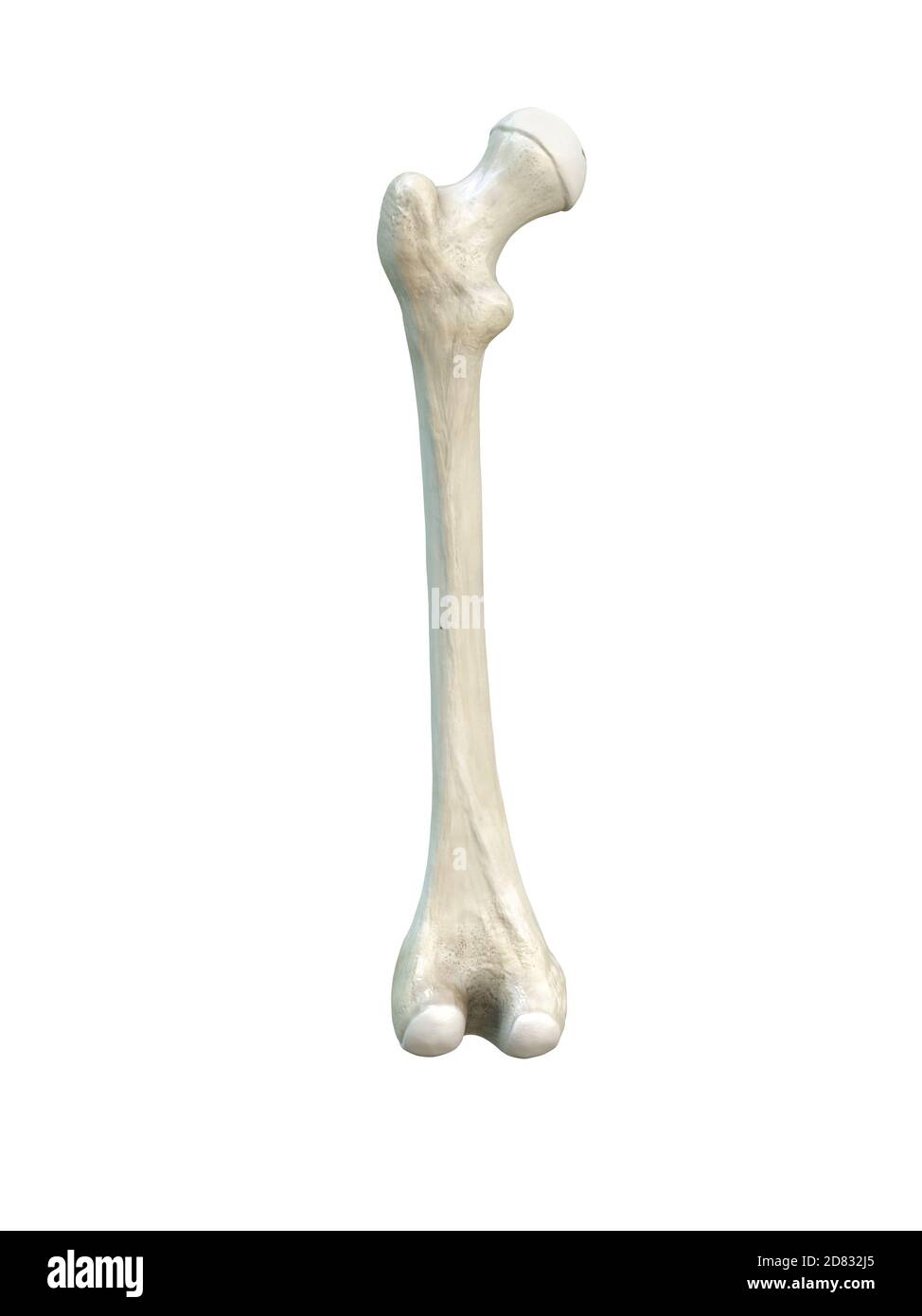 Anatomy hip diagram Cut Out Stock Images & Pictures - Alamy