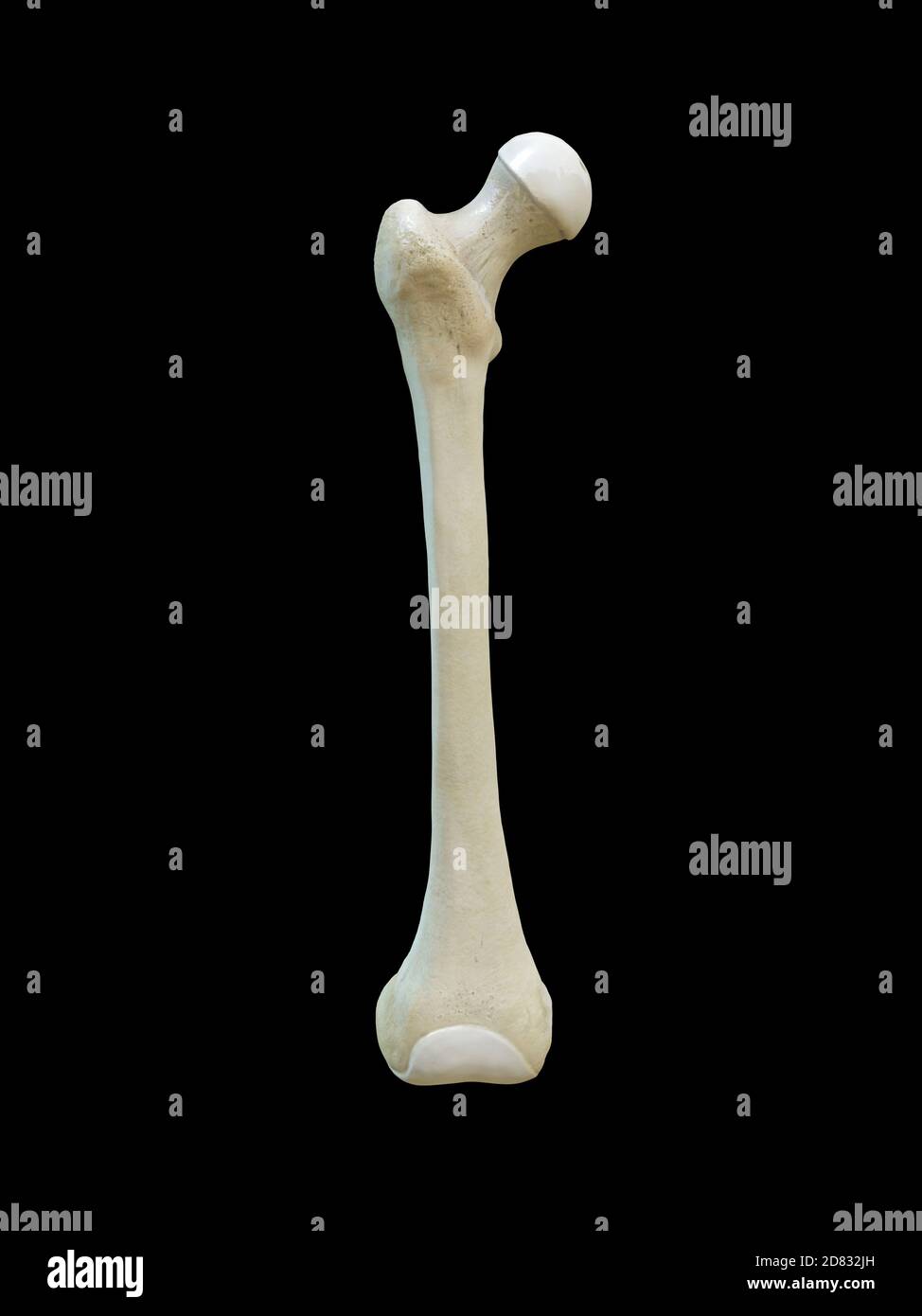 Right human femur bone, Anterior view, black background, 3d rendering ...