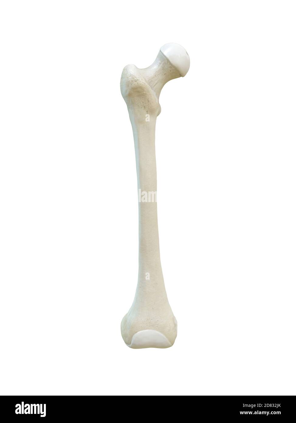 Right human femur bone, Anterior view, white background, 3d rendering ...