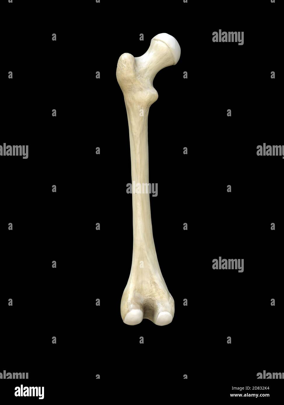 Left human femur bone, posterior view, close up isolated on black ...