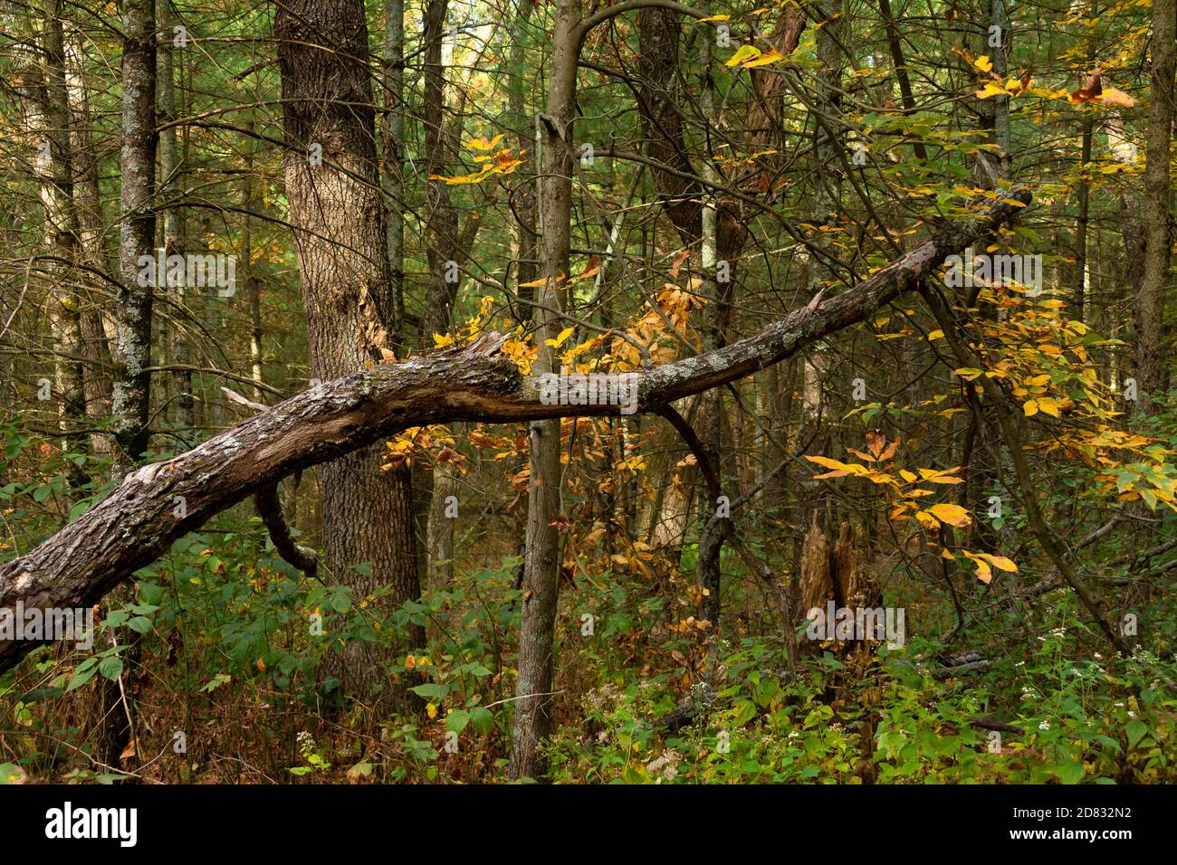 Autumn landscape in Sand Ridge State Forest. Forest City, Illinois, USA ...