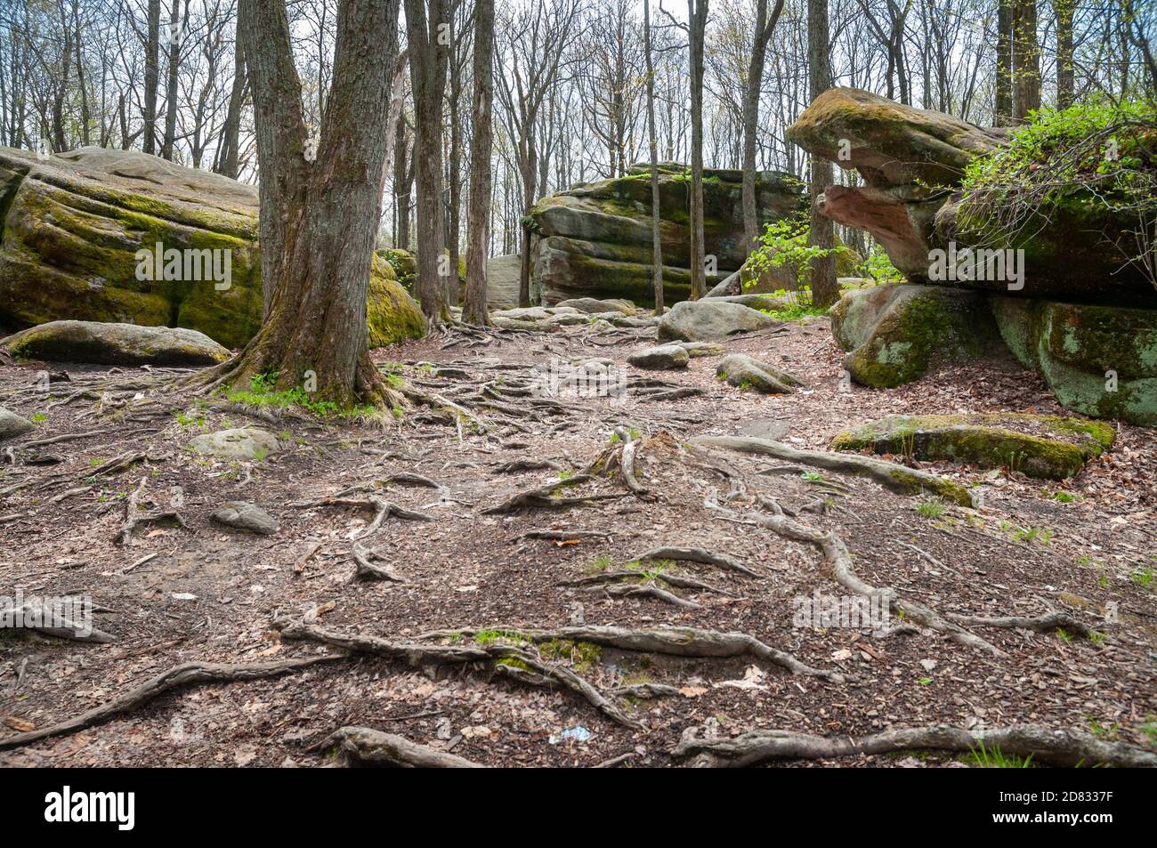 Allegany State Park's Thunder Rocks Rock Garden Stock Photo - Alamy