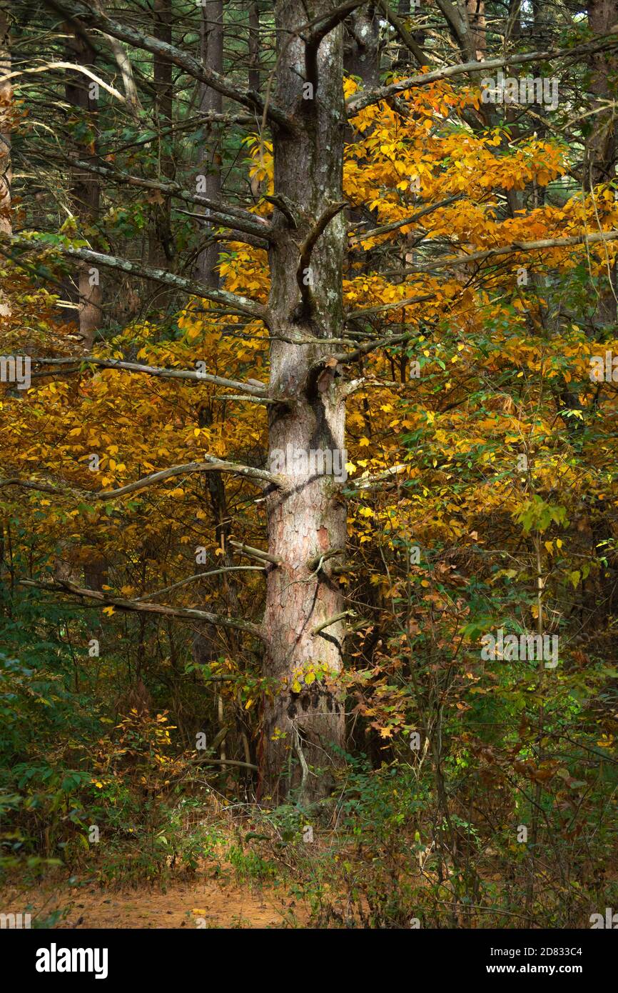 Autumn landscape in Sand Ridge State Forest. Forest City, Illinois, USA ...