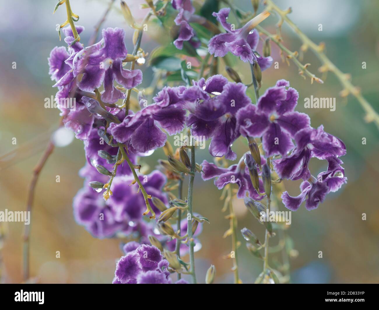Geisha girl plant hi-res stock photography and images - Alamy