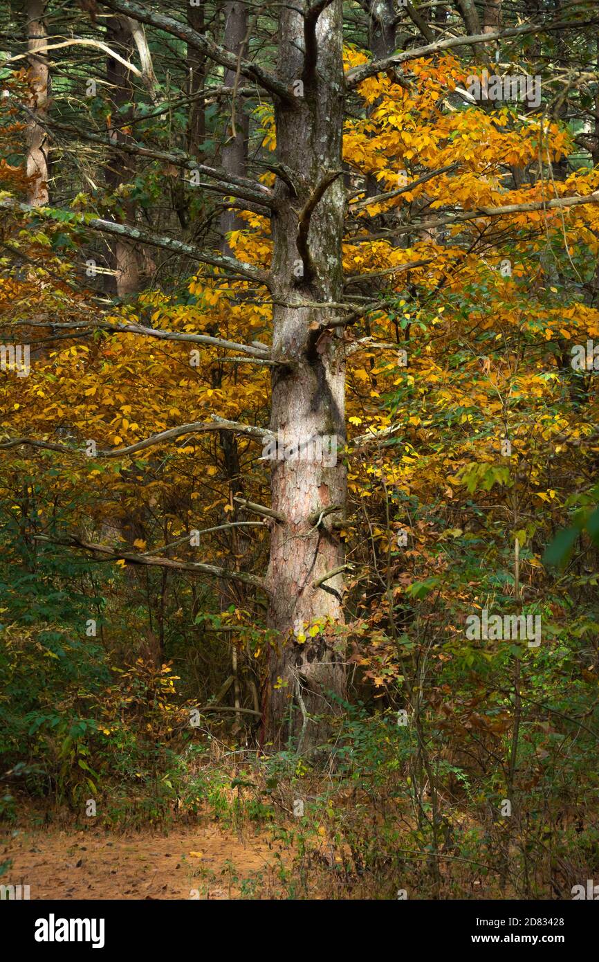 Sand ridge state forest hi-res stock photography and images - Alamy