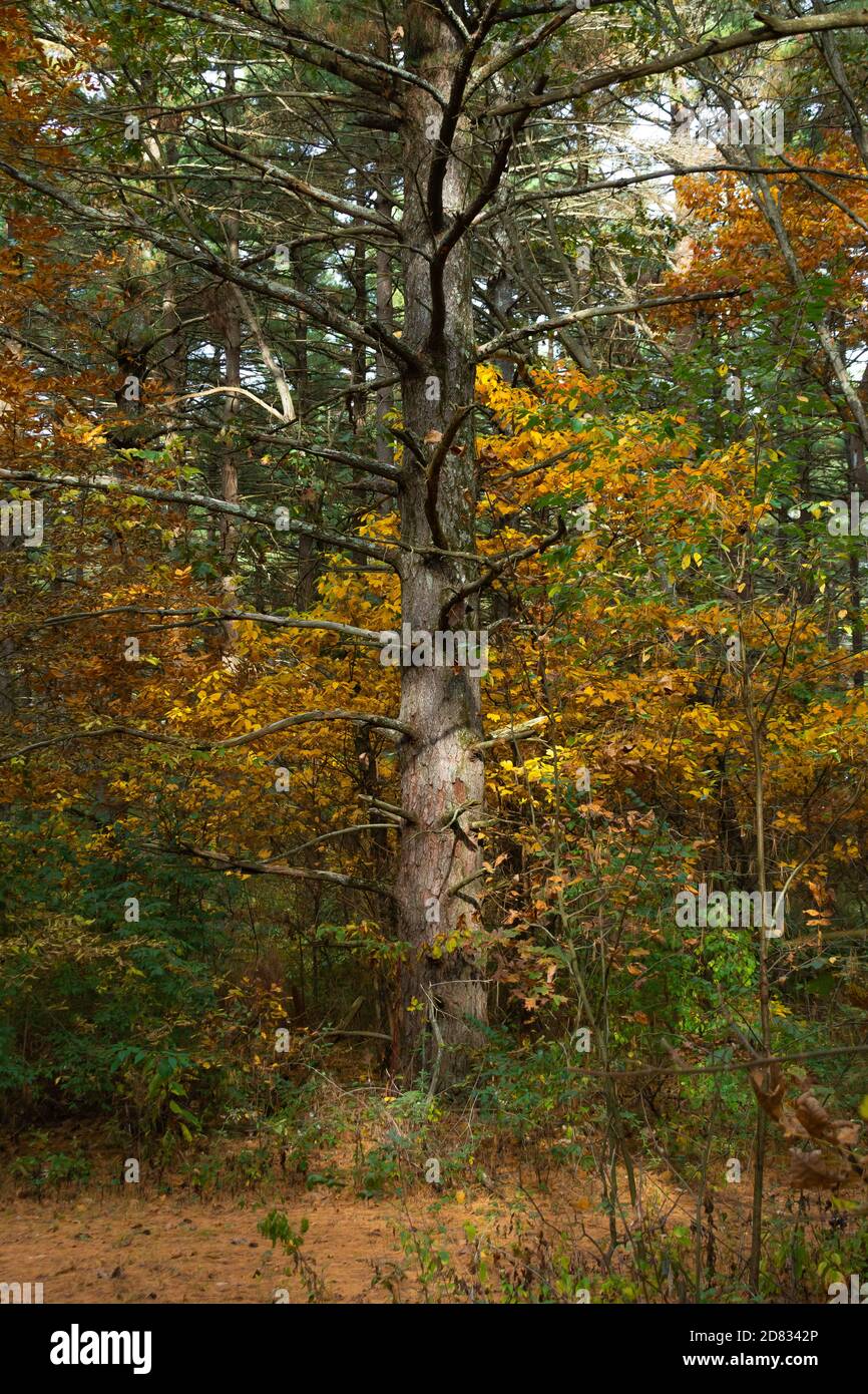 Sand ridge state forest hi-res stock photography and images - Alamy