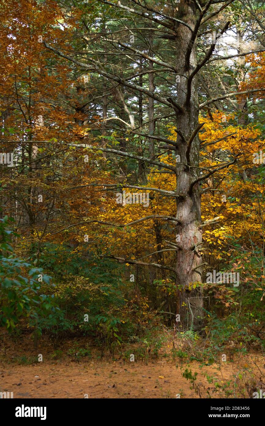 Autumn landscape in Sand Ridge State Forest. Forest City, Illinois, USA ...