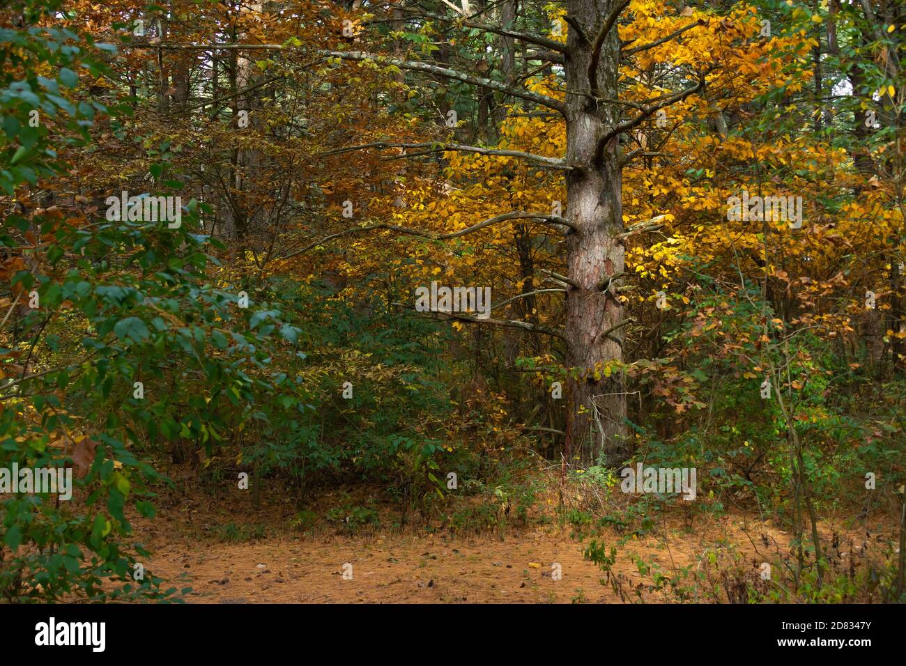 Sand ridge state forest hi-res stock photography and images - Alamy