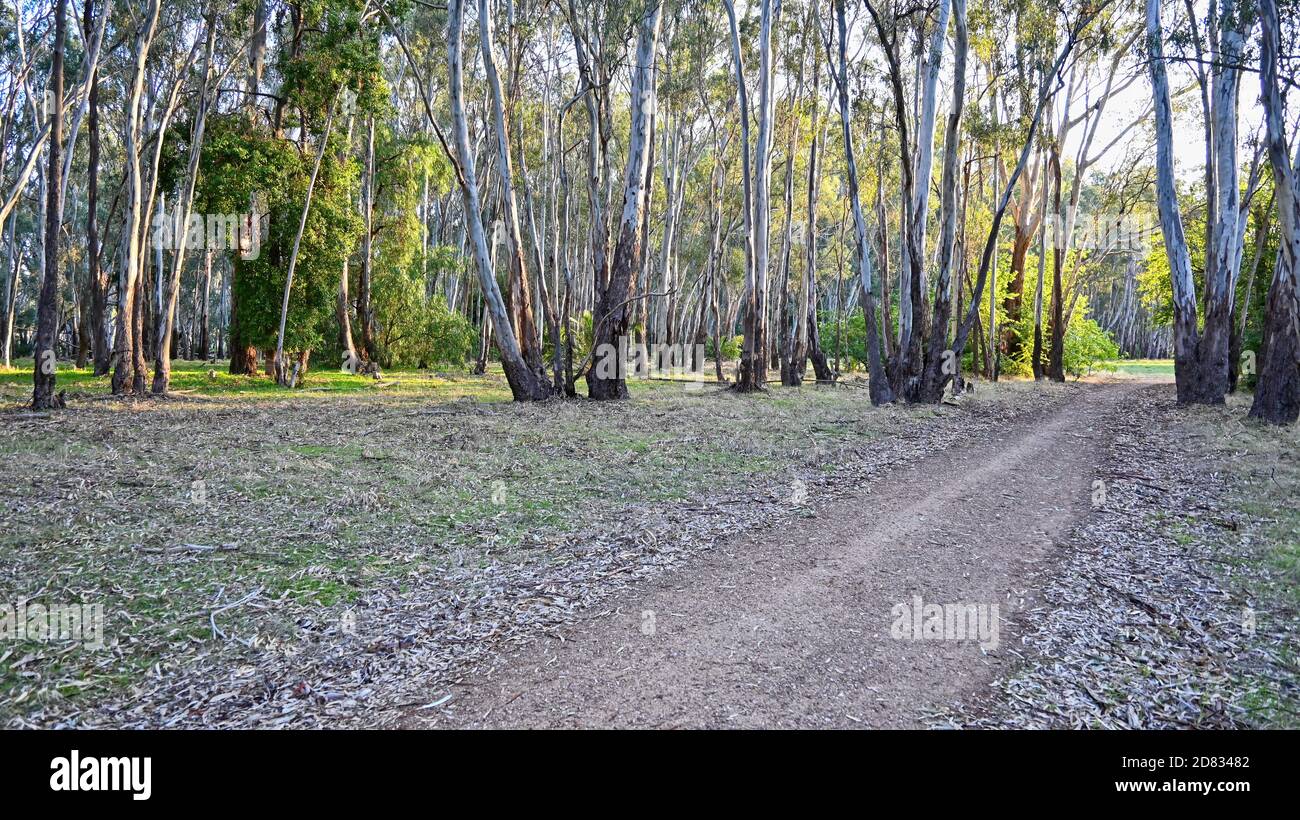 Dirt Path Through the Gum Trees Near Murray River Stock Photo - Alamy