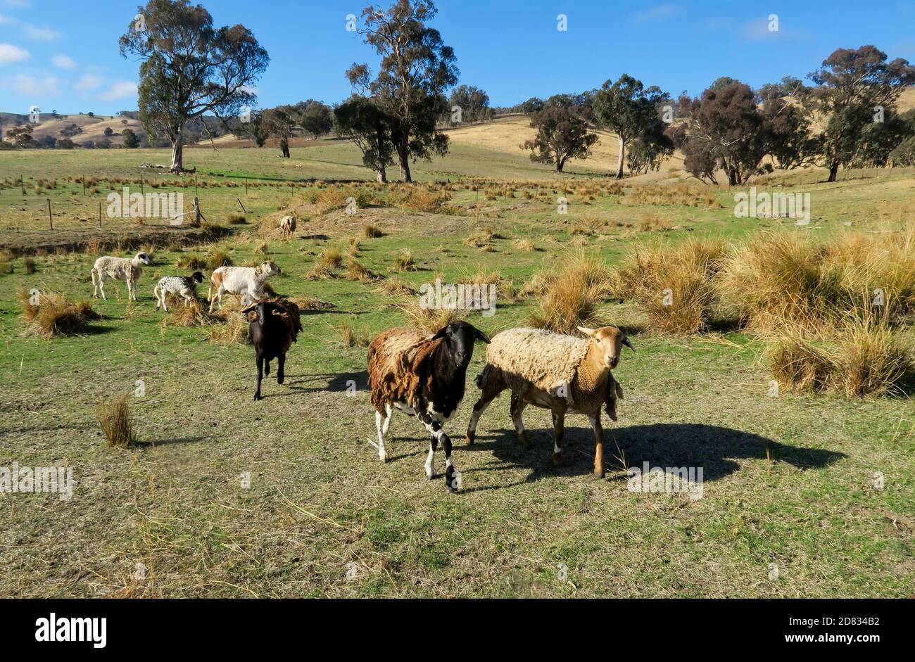 Dorper sheep hi-res stock photography and images - Alamy