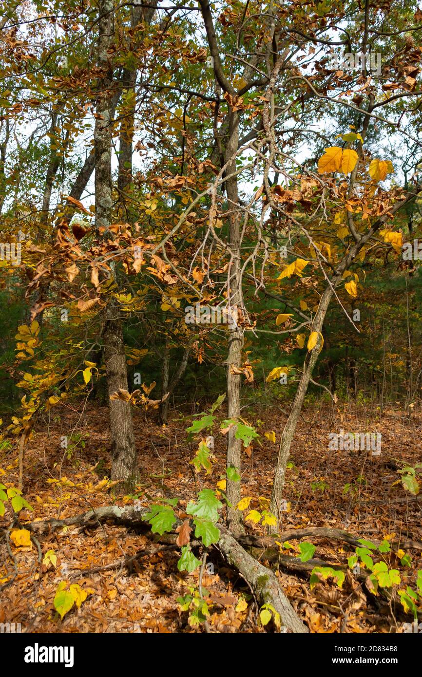 Sand ridge state forest hi-res stock photography and images - Alamy