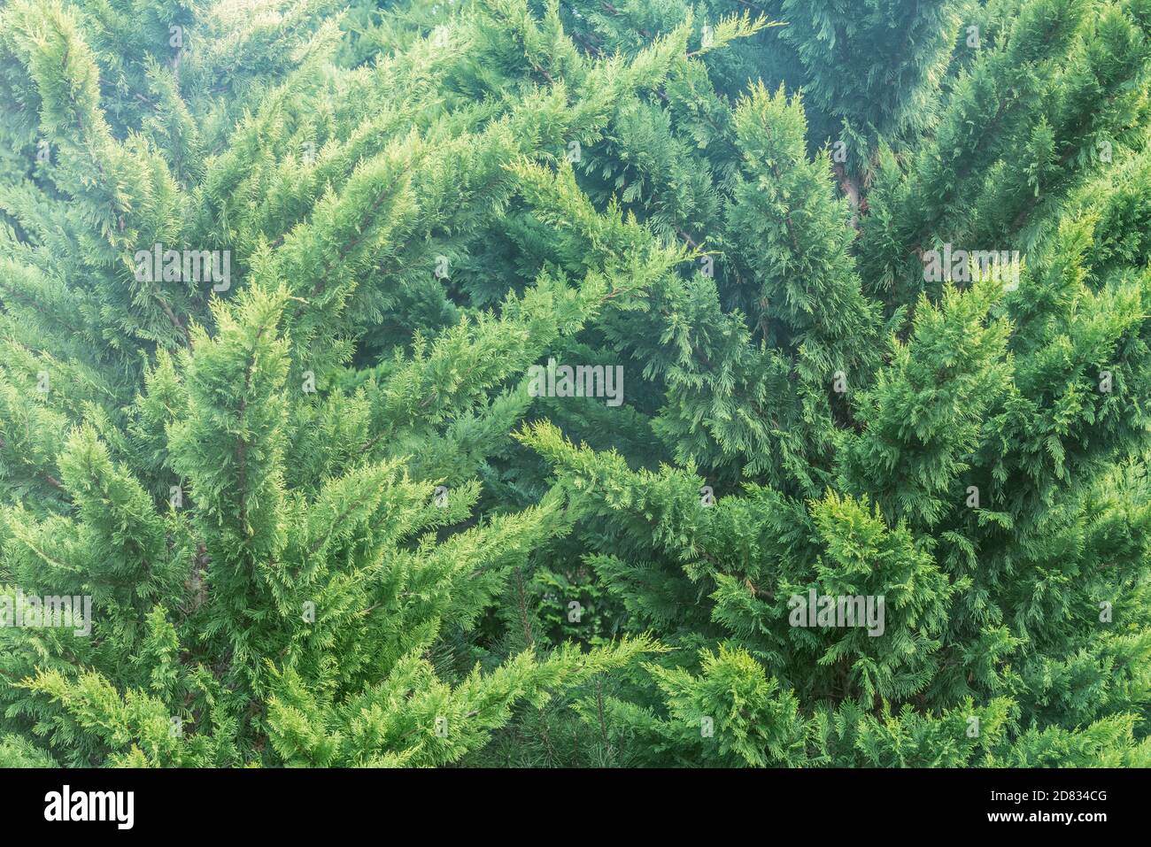 Green plants of thuja along the brick fence Stock Photo - Alamy