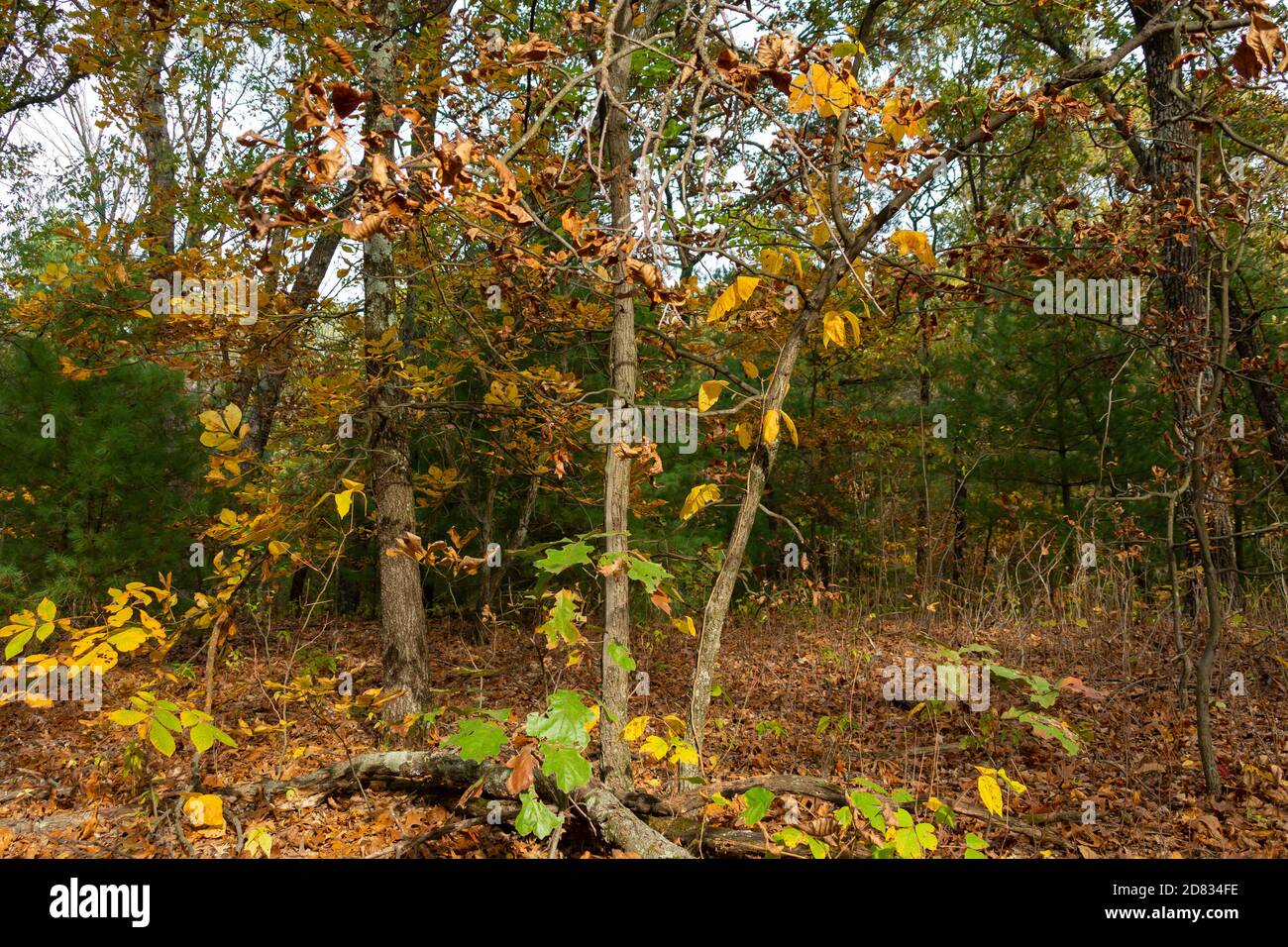Autumn landscape in Sand Ridge State Forest. Forest City, Illinois, USA ...