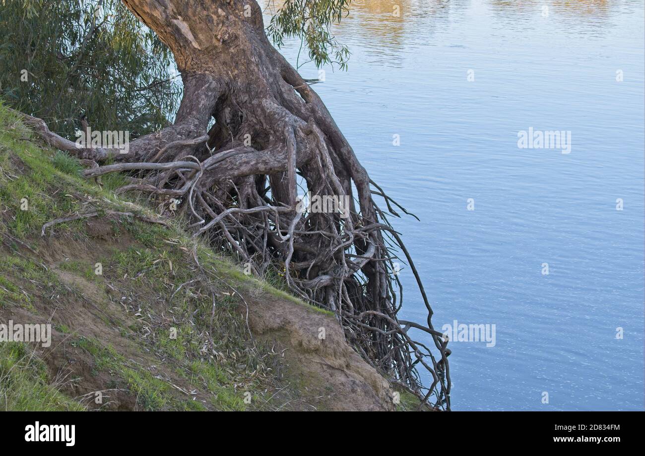 Exposed tree roots river bank hi-res stock photography and images - Alamy