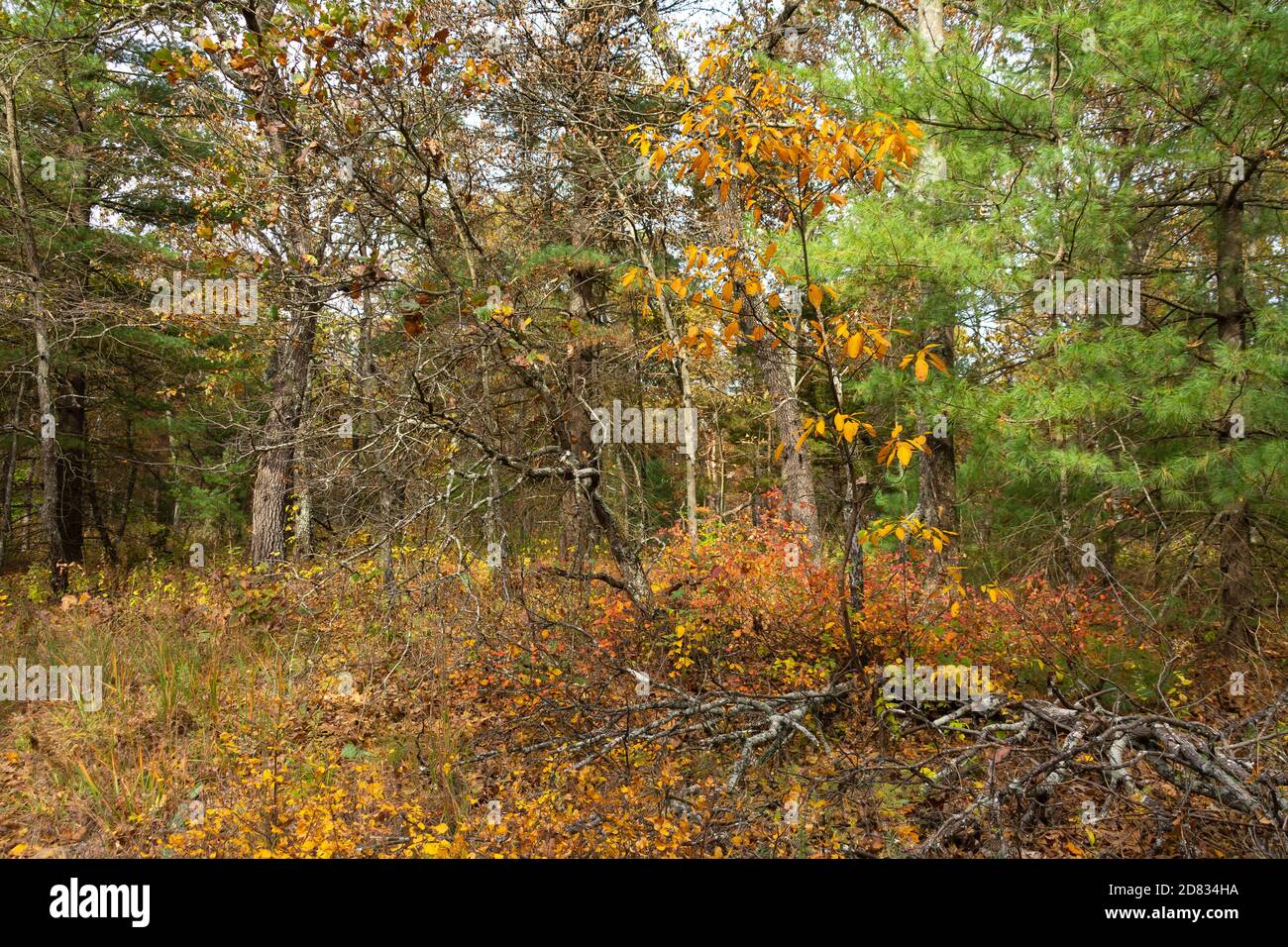 Sand ridge state forest hi-res stock photography and images - Alamy