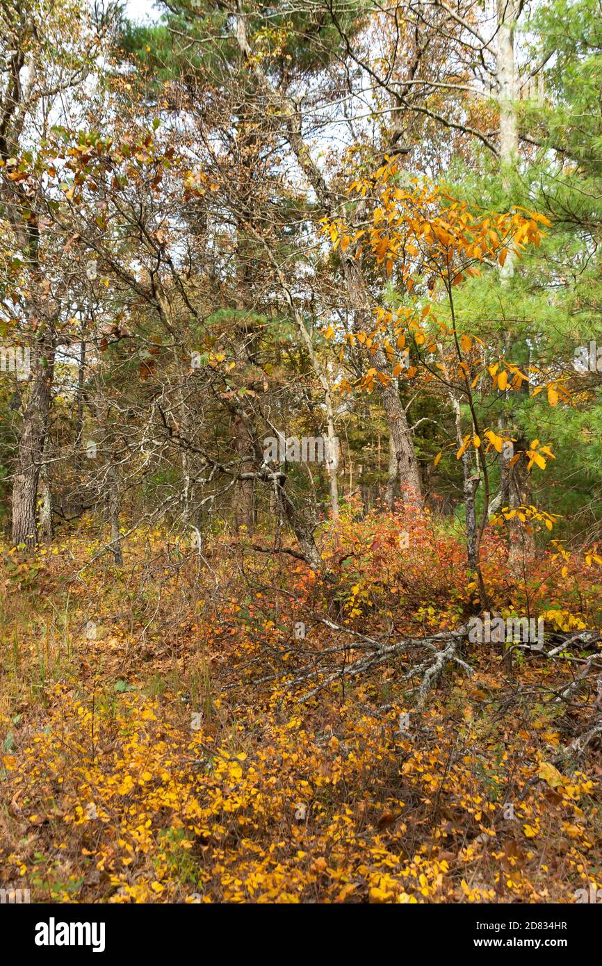 Sand ridge state forest hi-res stock photography and images - Alamy